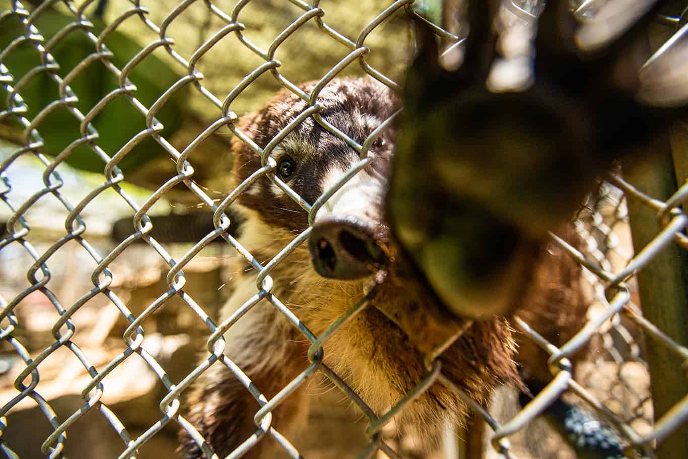 ‘Happy Howlidays’ celebration of the Southwest Wildlife Conservation ...