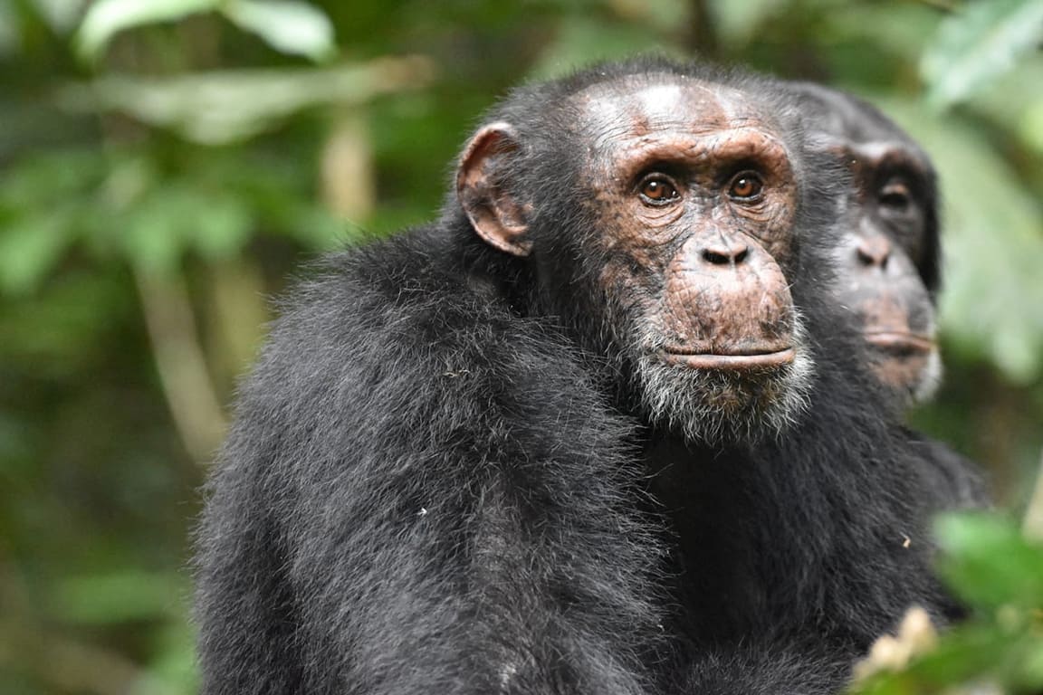 Scientists observe chimpanzees using human-like warfare tactic ...