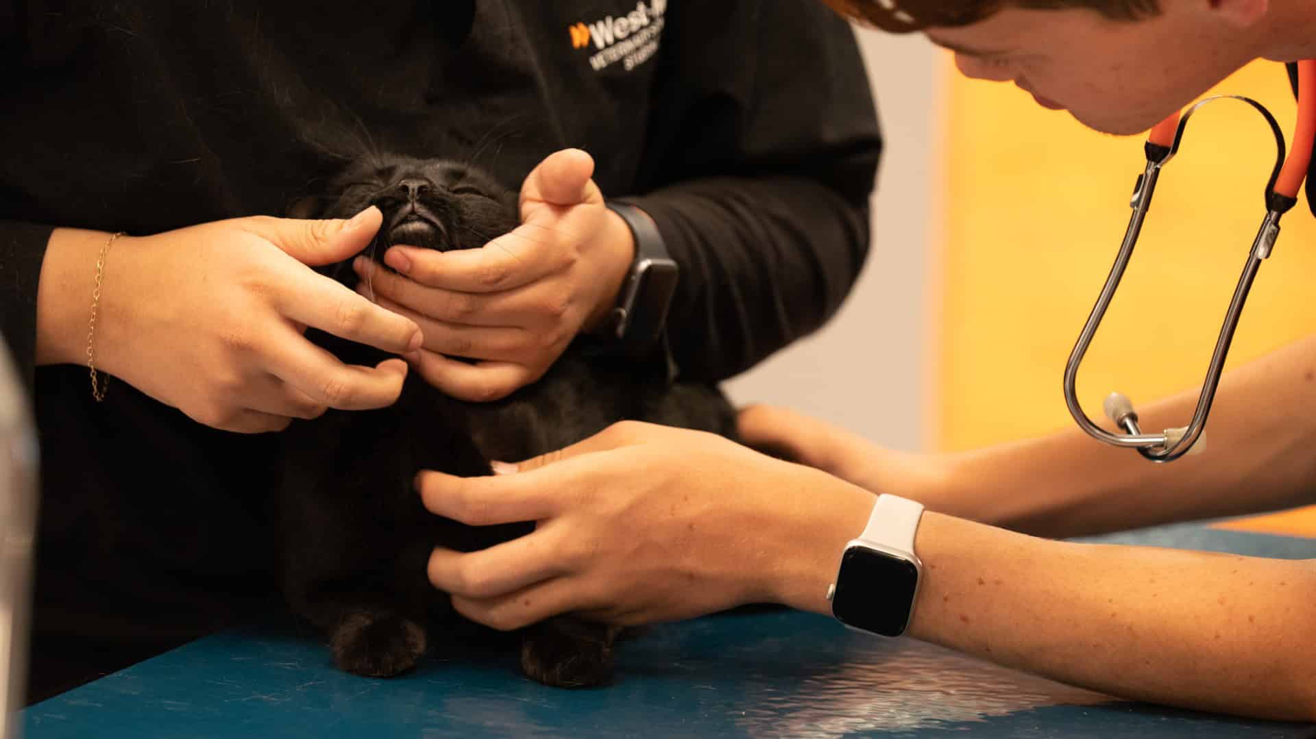 West-MEC Veterinary Program seeks to empower students while caring for ...