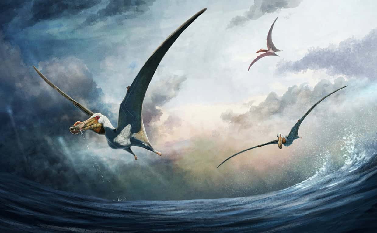 Fossils of 'sea phantom' flying reptile unearthed in Australia ...