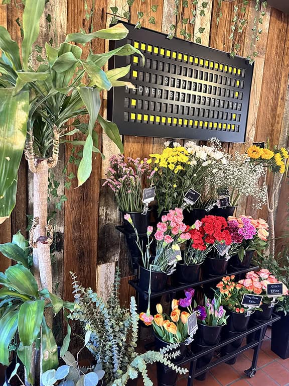 Stemistry blooms once again along McDowell Road Corridor in Phoenix ...