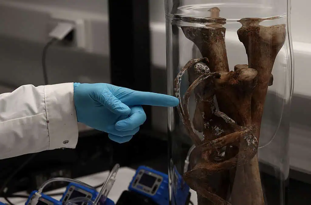 Scientist bottles smell of bones to help solve cold cases - Arizona ...