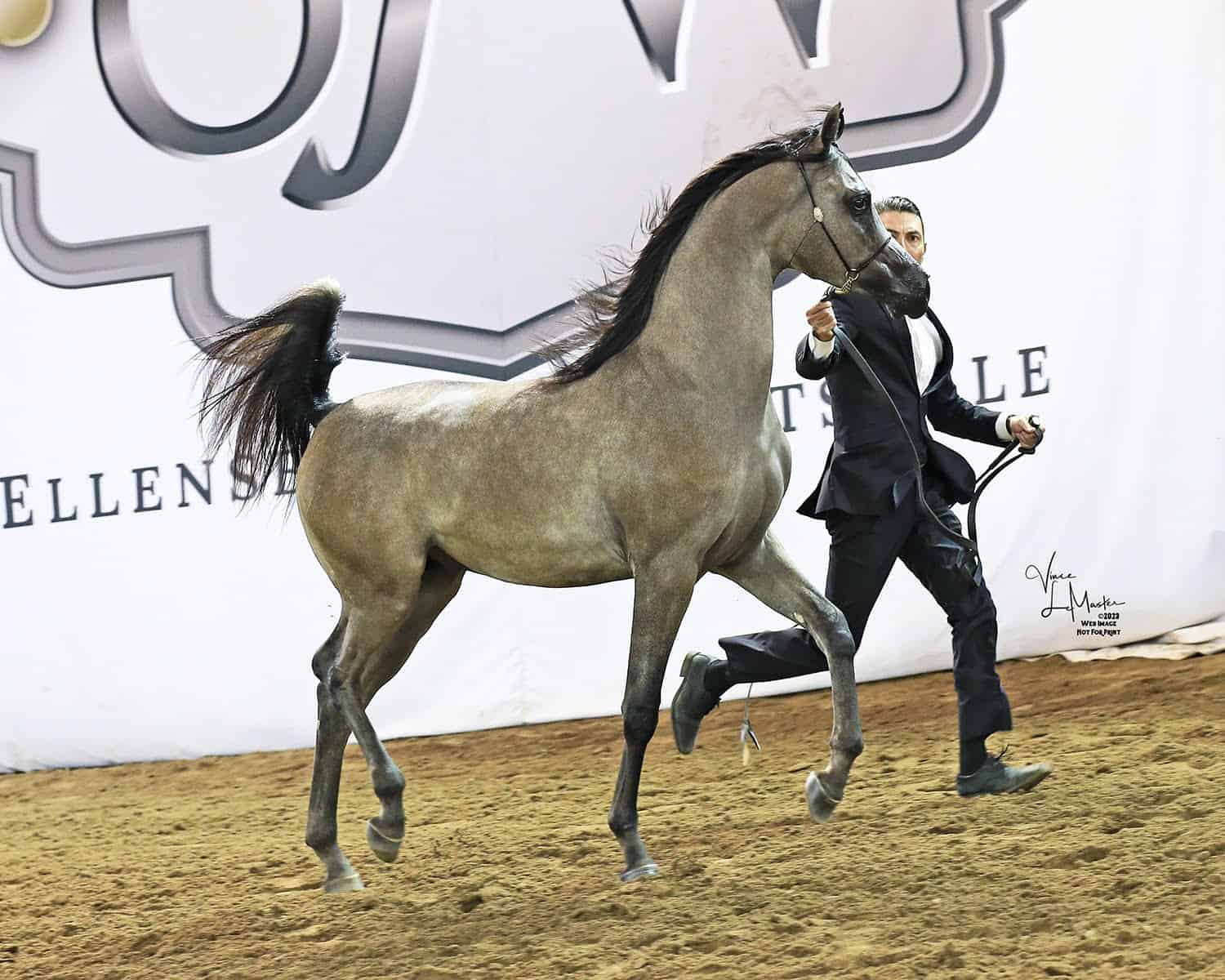 World’s largest Arabian Horse Show celebrates 70 years in Scottsdale ...