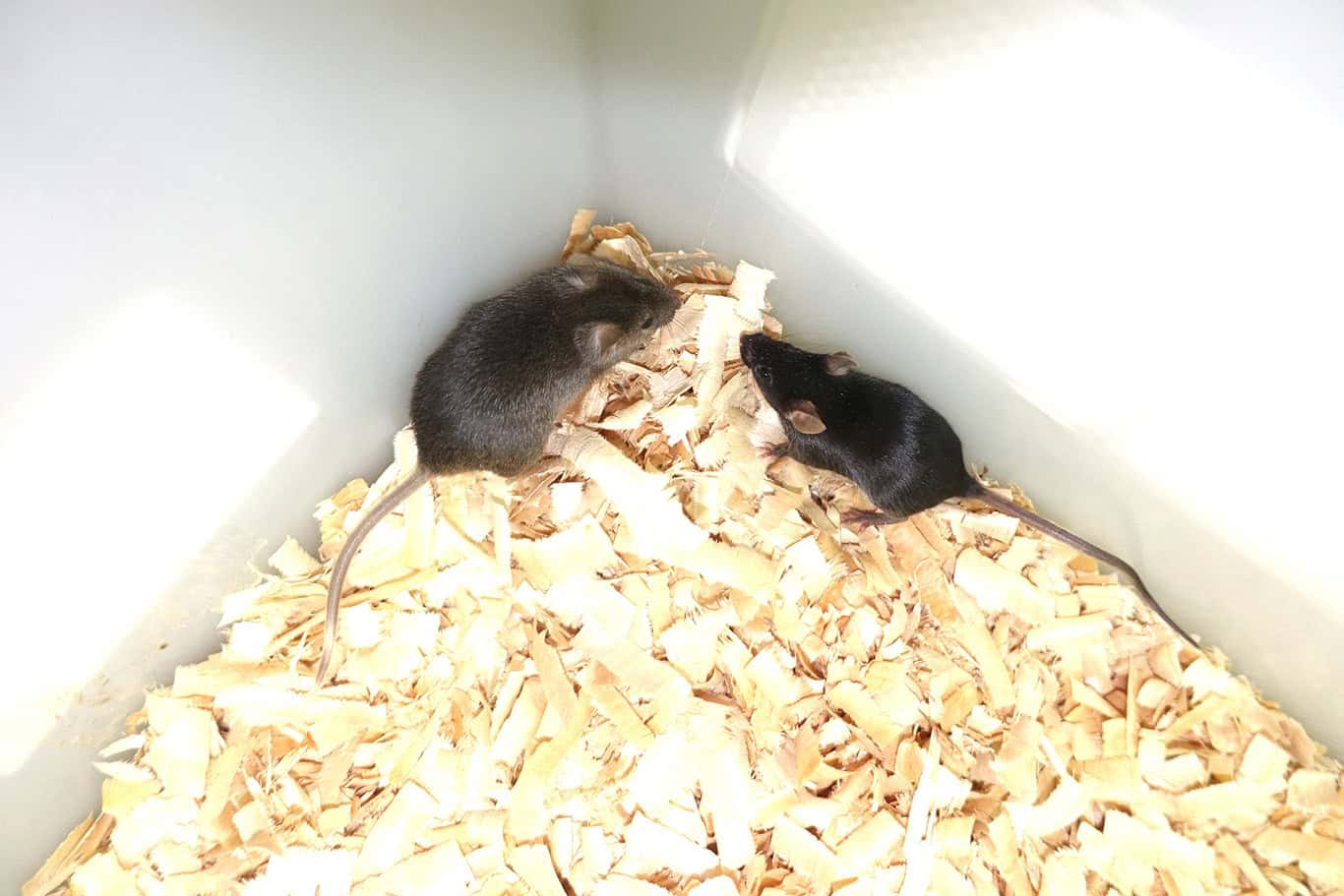Scientists use genetic engineering to create mice with two male parents ...