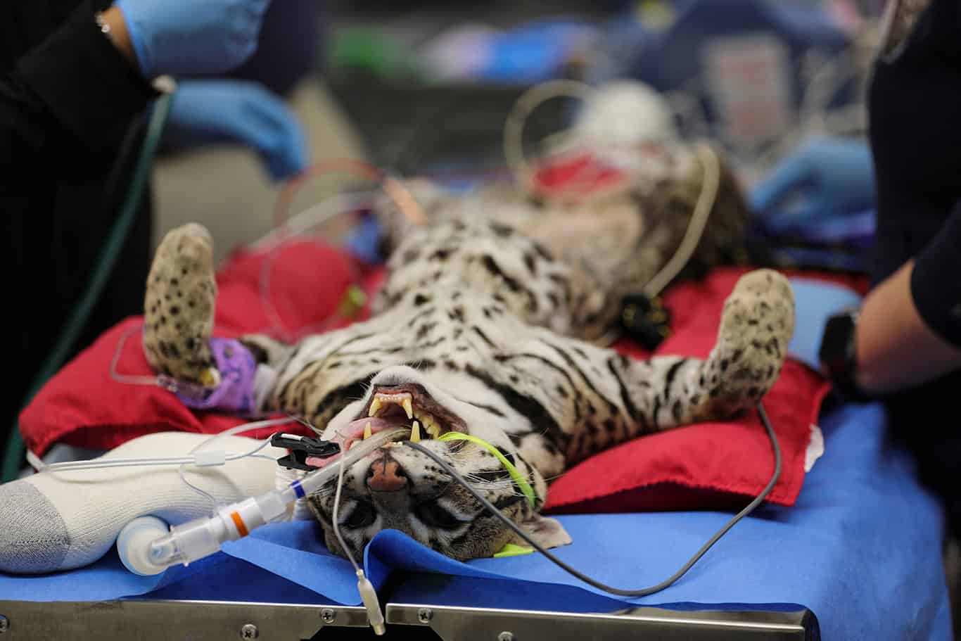 There are fewer than 100 ocelots in the US - these scientists are ...