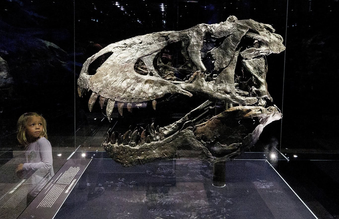 Study finds Tyrannosaurus rex did not reach full size until age 40 ...